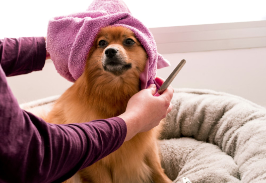 Essential Dog Grooming Tips | QIC Reads